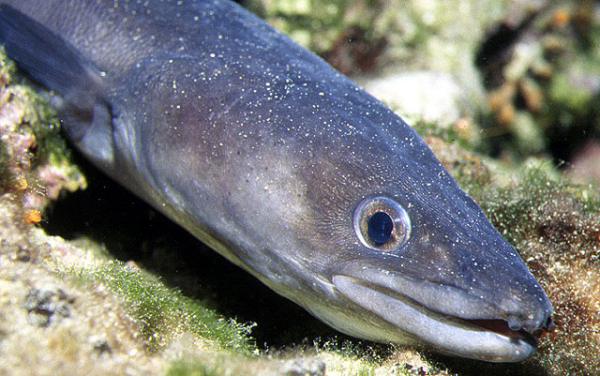 Congrio( Conger conger)