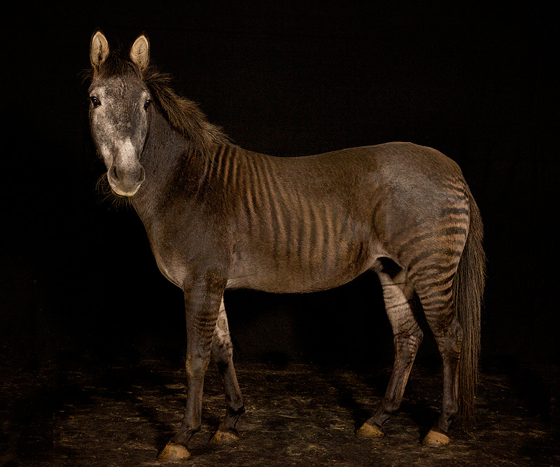 Les zebres, Zonkeys & Zorses
