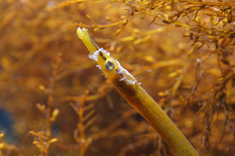 Great Example of a Macro Reef