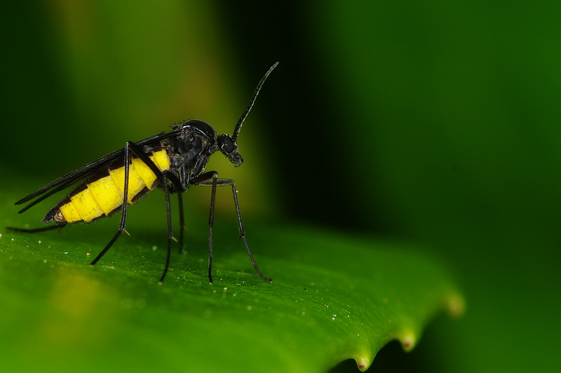 [Sciara sp.] Mouche a corps jaune?