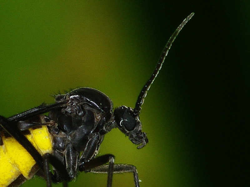 [Sciara sp.] Mouche a corps jaune?