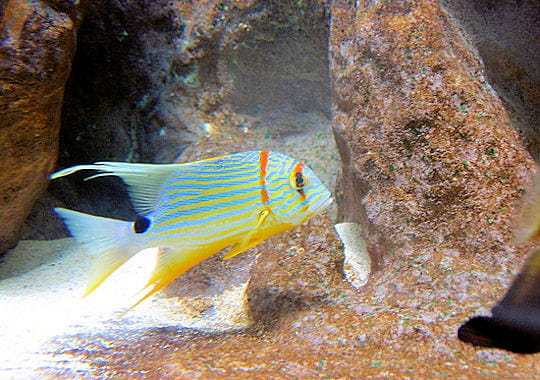 poisson ange