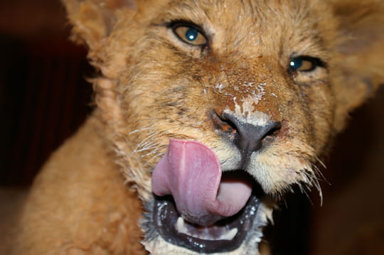 Animaux sauvages > Grimaces de nos amis les animaux