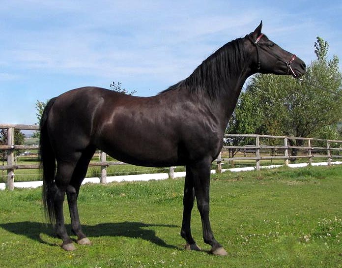 Tobiano/Sabino ou juste Tobiano