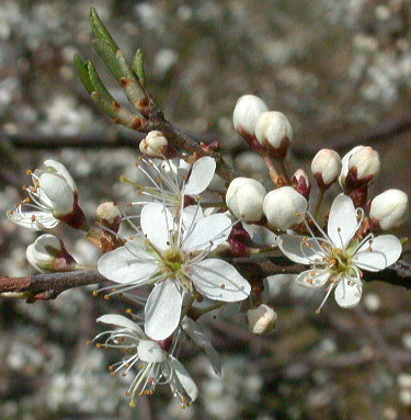 Le Prunellier [Prunus spinosa]