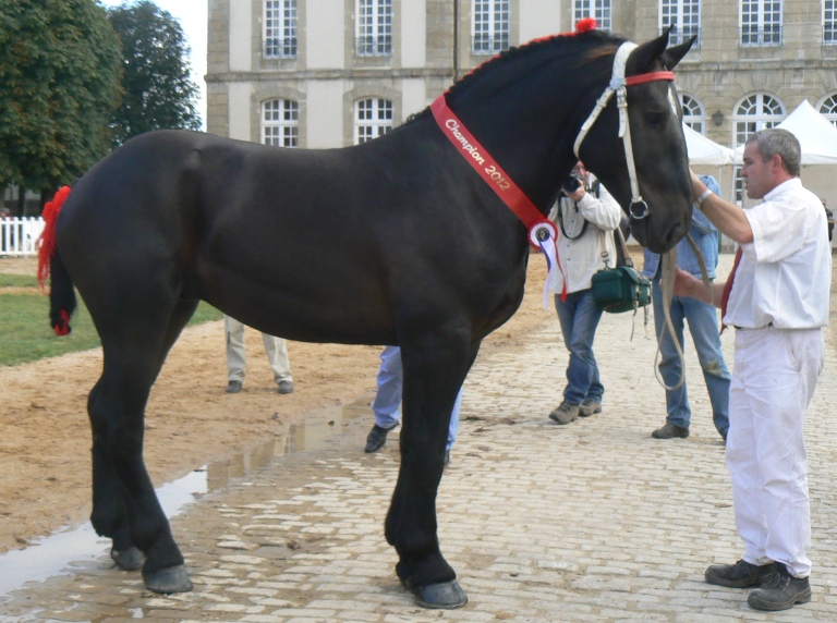 Races de Trait