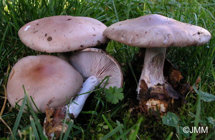 Fiche : Pied Bleu (Lepista Nuda)