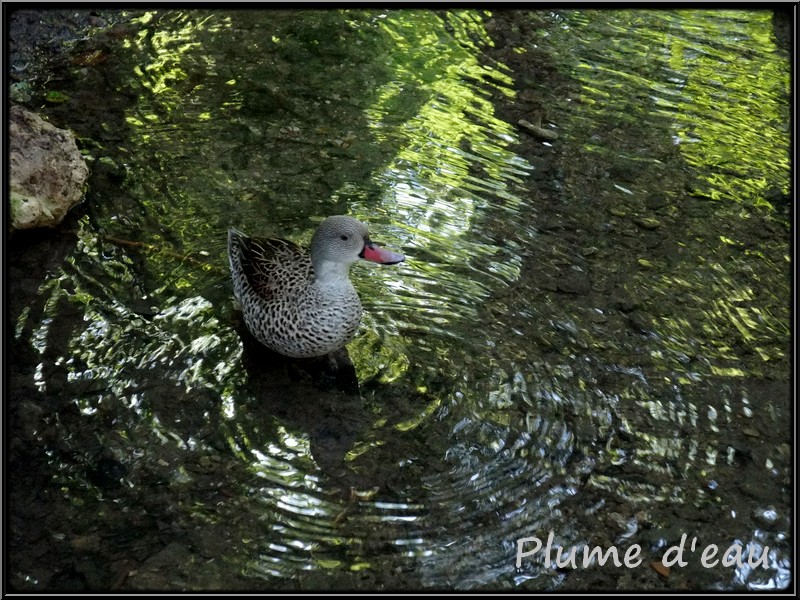 Le parc de Cleres en Normandie