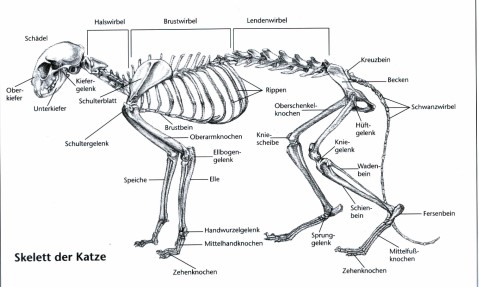 Anatomie einer Katze