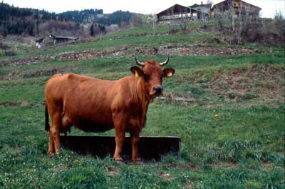 Vache Tarine