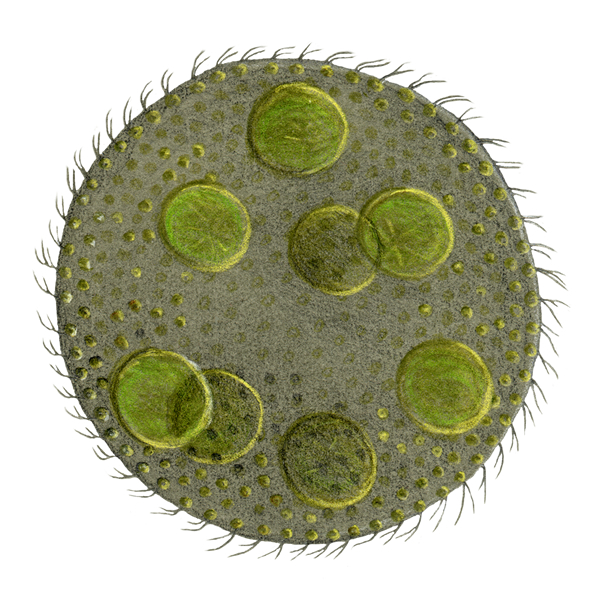 Morphology Of Volvox With Diagram Algae
