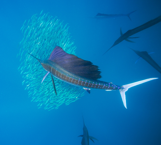 Fotografías de peces vela en acción en su medio ambiente