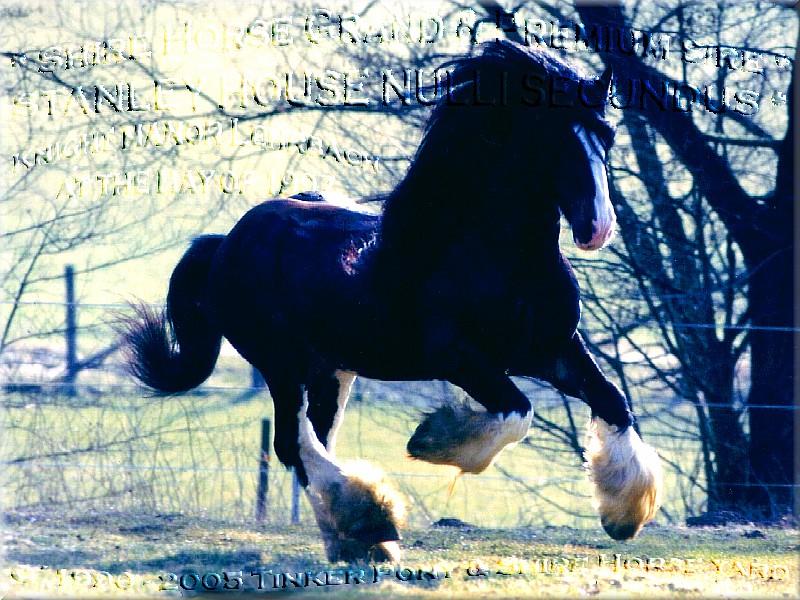 Irish Cob - Page 2