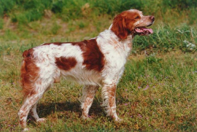 Bretonski ptičar - Epagneul Breton