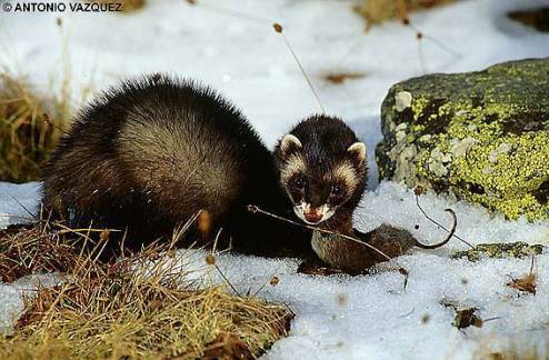 Toirão (Mustela putorius)