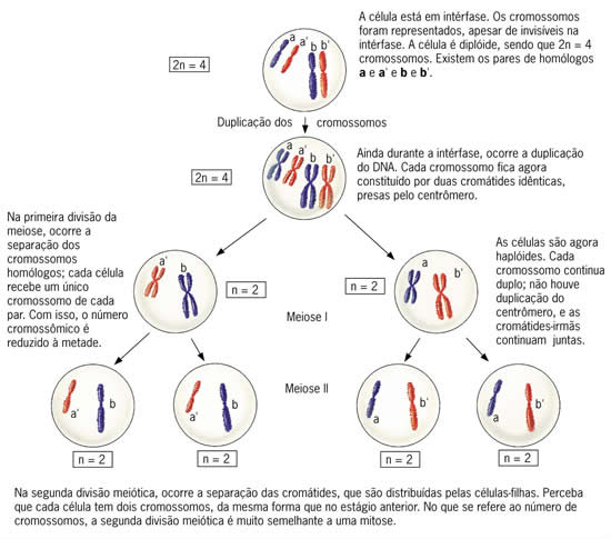 Meiose