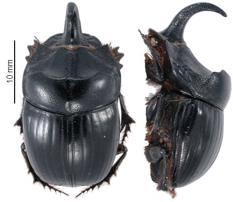 Copris hispanus