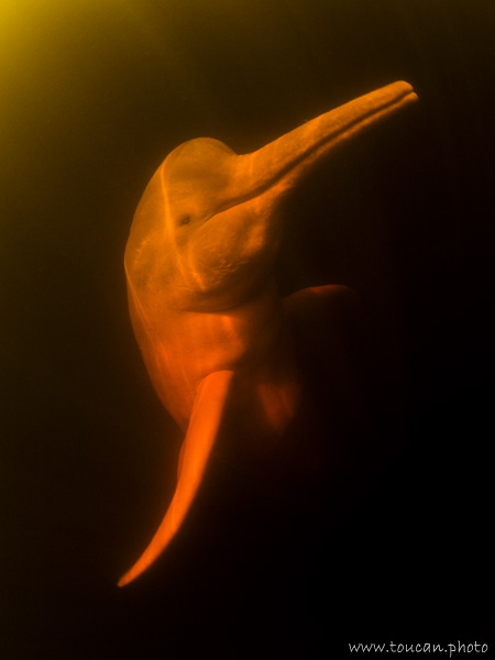Boto, le dauphin rose de l'amazonie