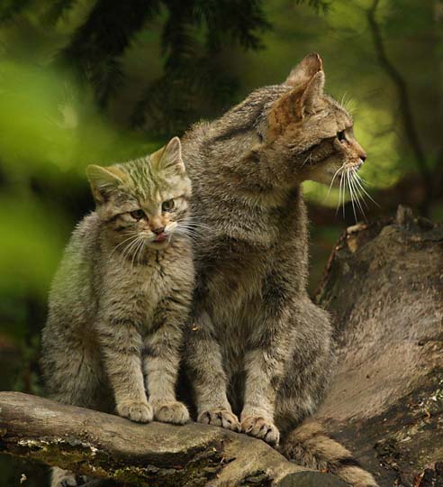 Allgemeines-Kapitel 2- Körperbau und Merkmale der Katzen