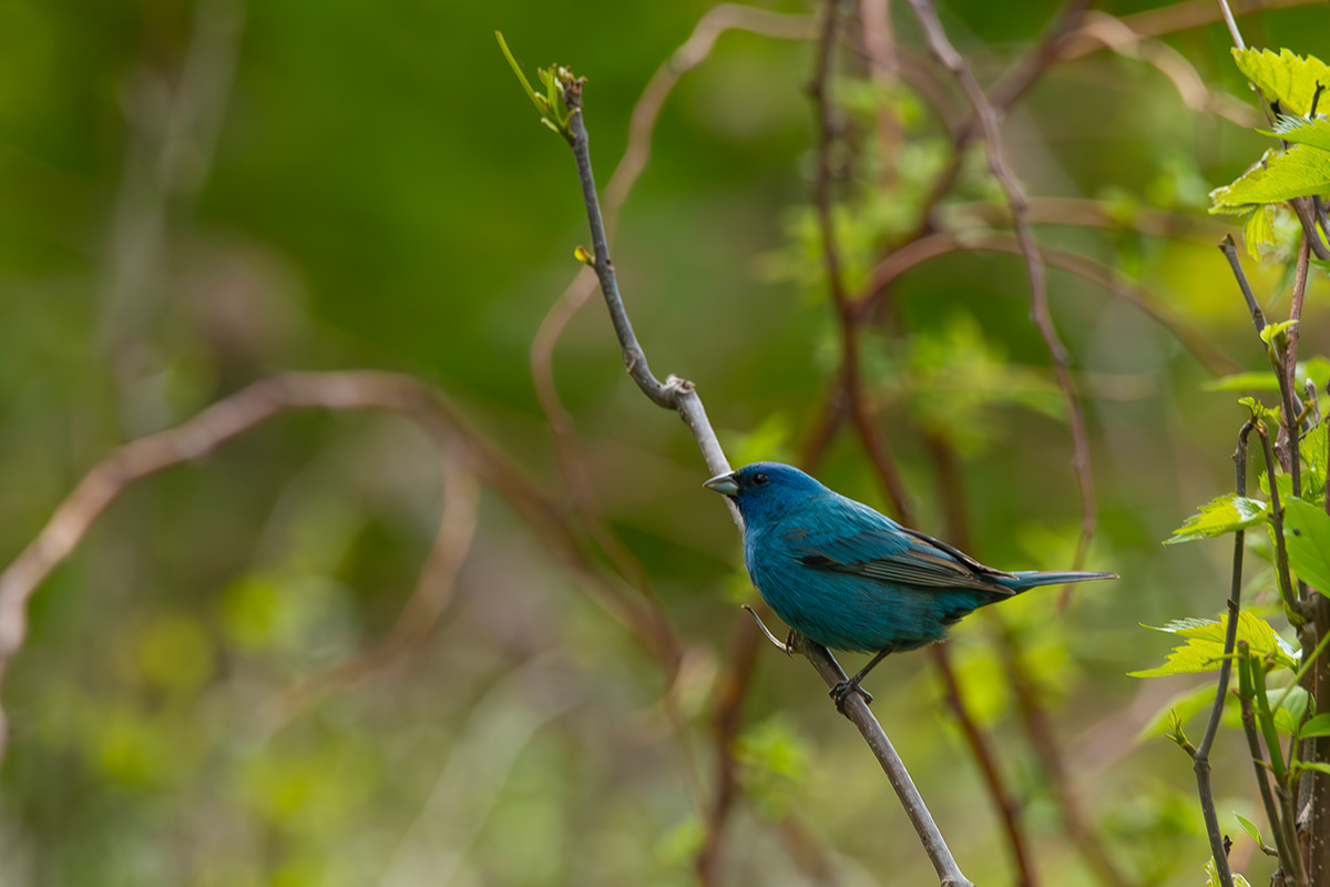 Passerin Indigo