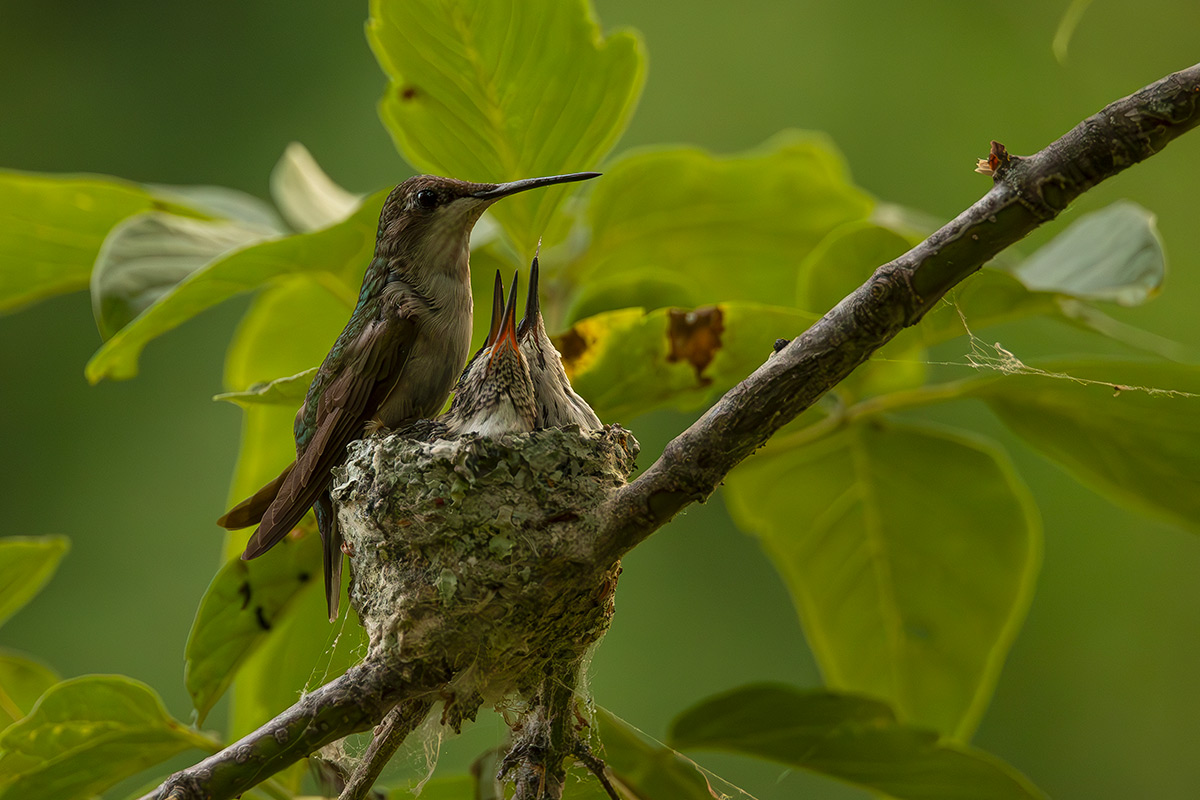 Colibri à gorge rubis