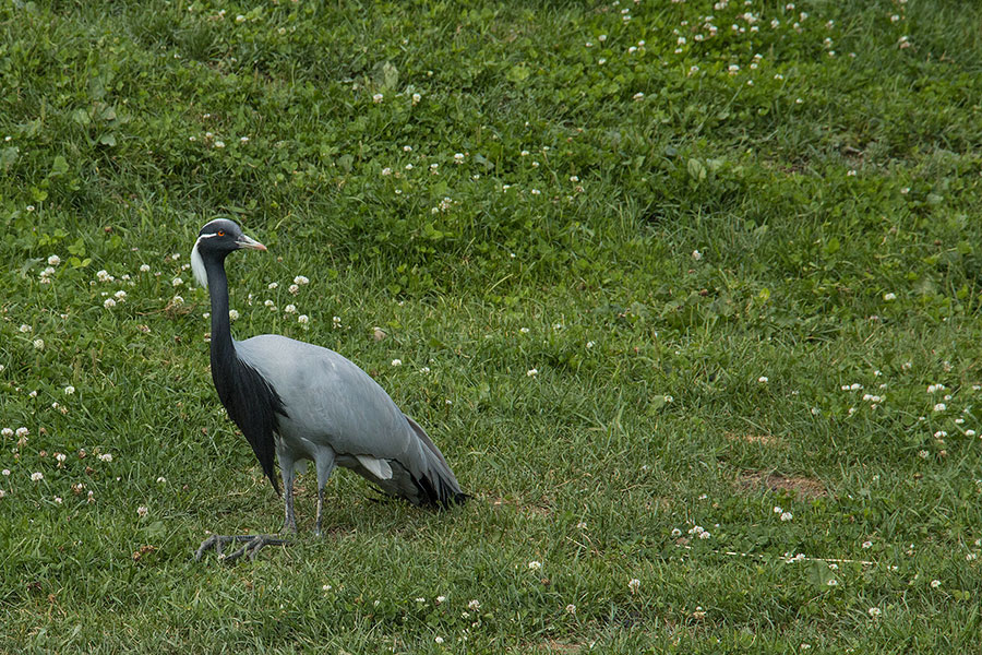 Grue