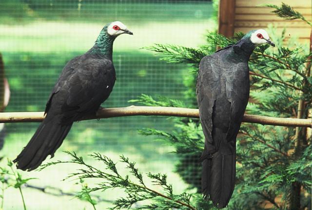 La phasianelle de Manado (T. manadensis).