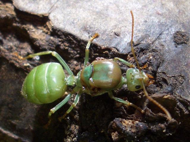 Mes fourmis