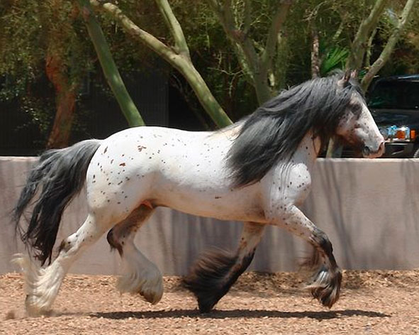 Gypsy Cobs de robe "appaloosa"