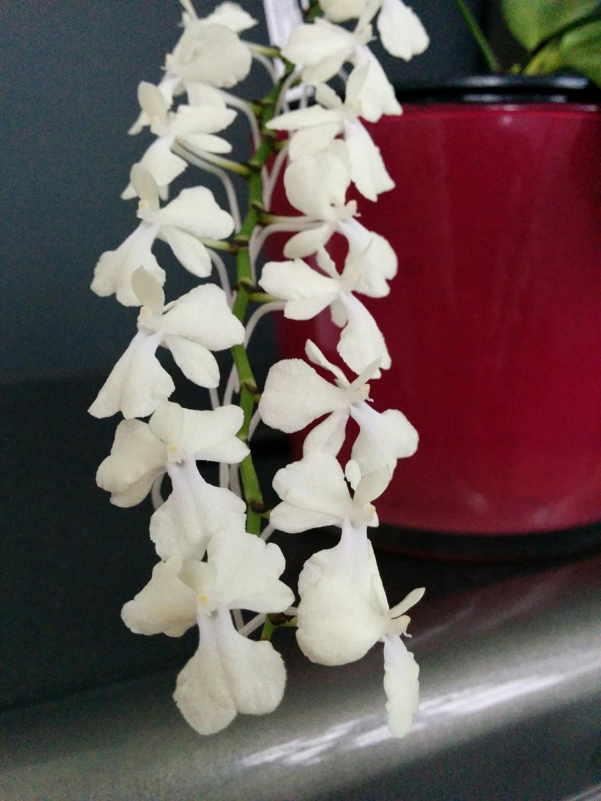 Aerangis citrata