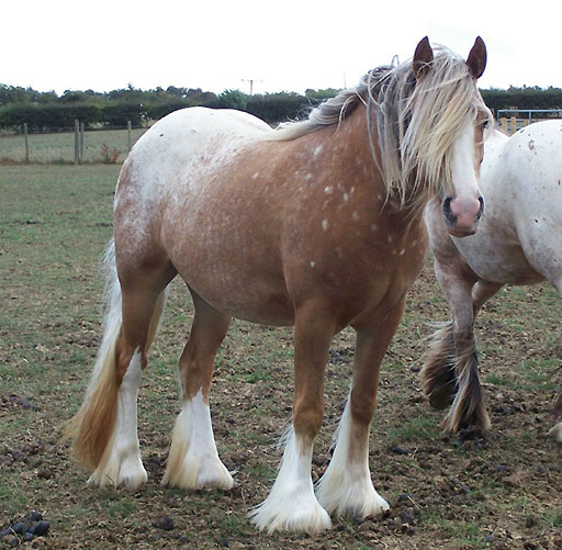 Gypsy Cobs de robe "appaloosa"