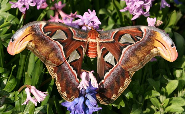 Animaux - Insectes - Papillon - Présentation + Papillons - Attacus atlas