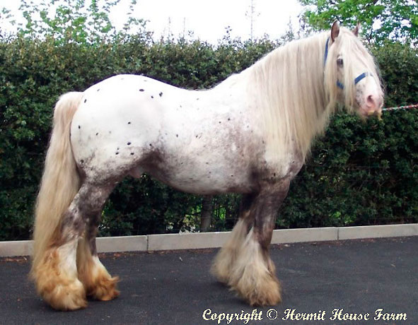 Gypsy Cobs de robe "appaloosa"
