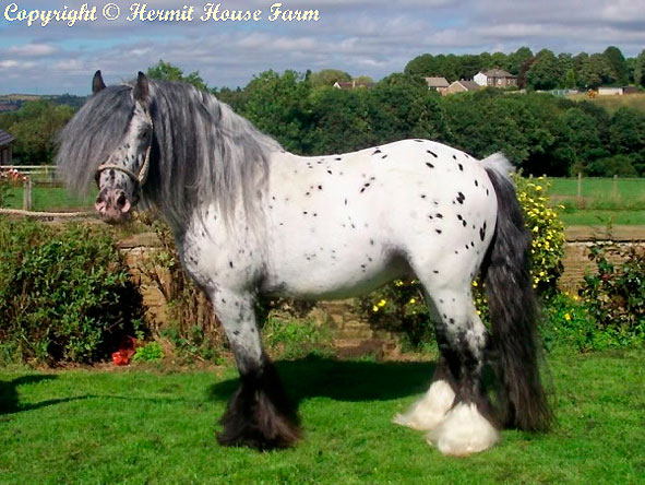 Gypsy Cobs de robe "appaloosa"