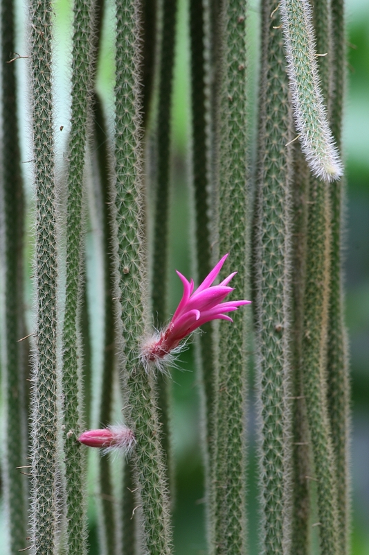 Aporocactus flagelliformis
