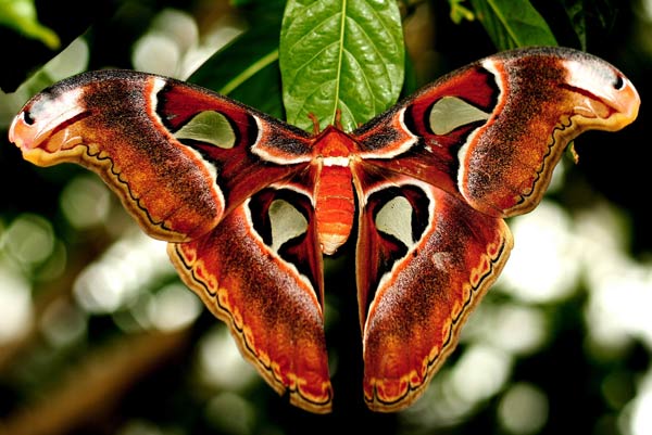 Animaux - Insectes - Papillon - Présentation + Papillons - Attacus atlas