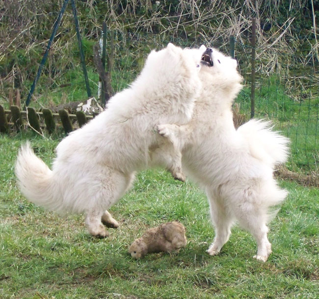 photos de vos chiens "méchants" - Page 5
