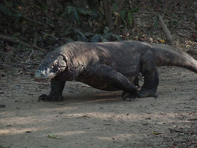Varanus komodoensis ou le dragon de Komodo.