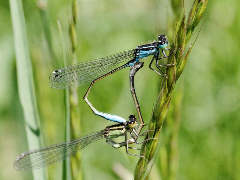 Libellules
