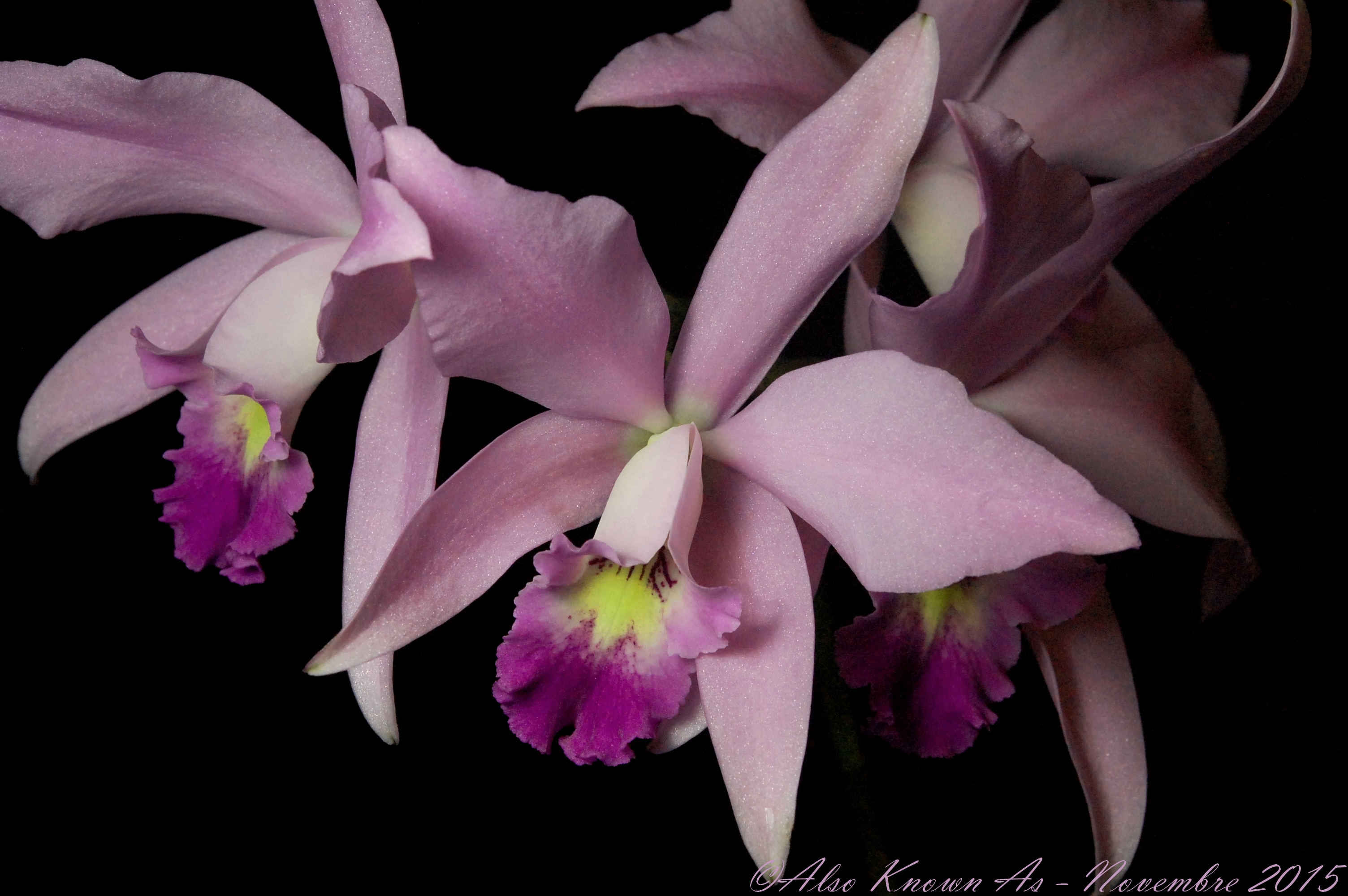 Laeliocattleya Edissa (L. anceps x C. purpurata)