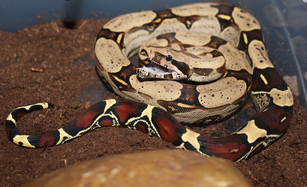 Boa constrictor constrictor