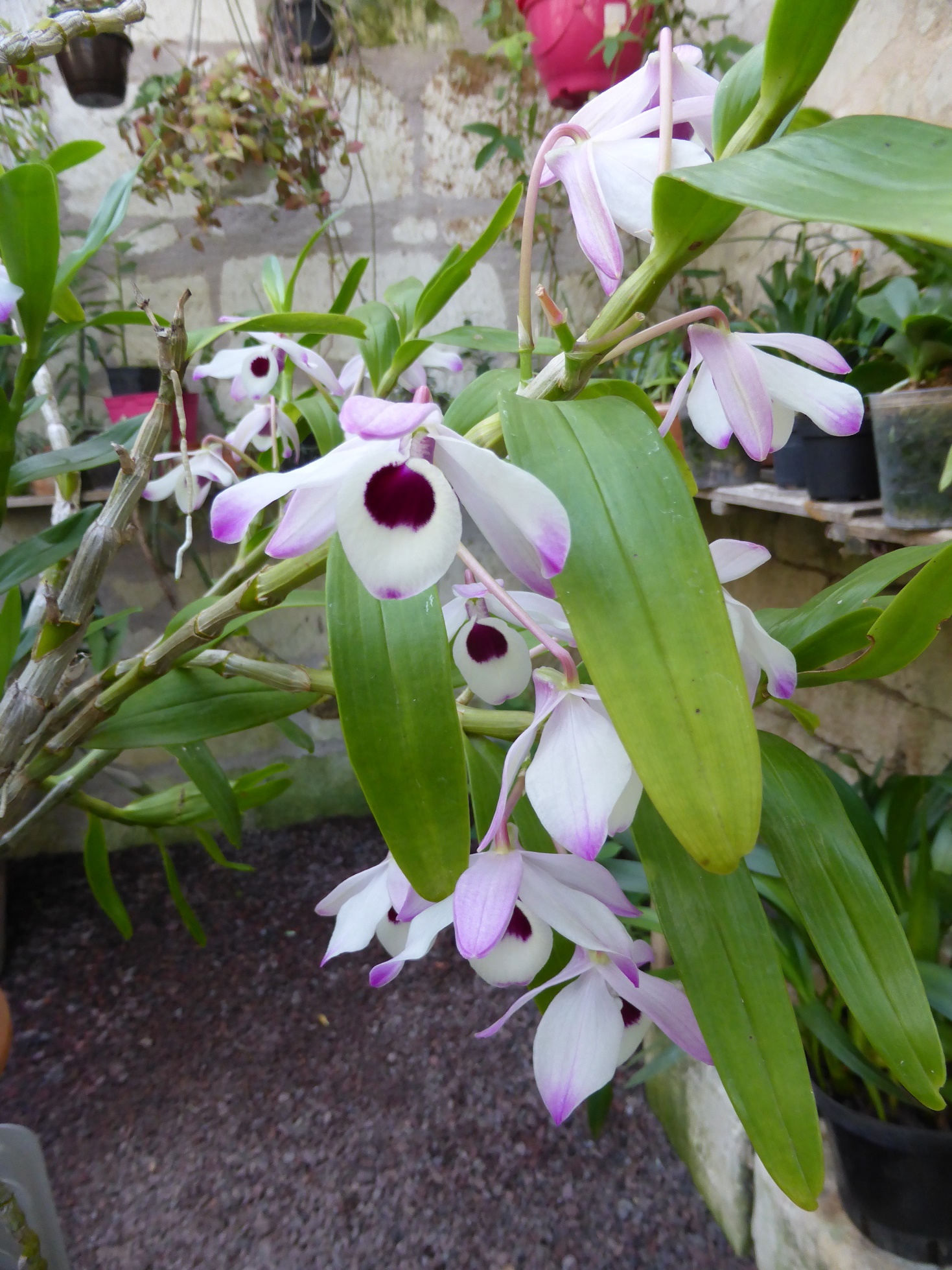Dendrobium nobile