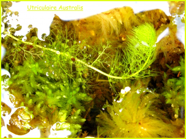 La culture de Plantes Carnivores