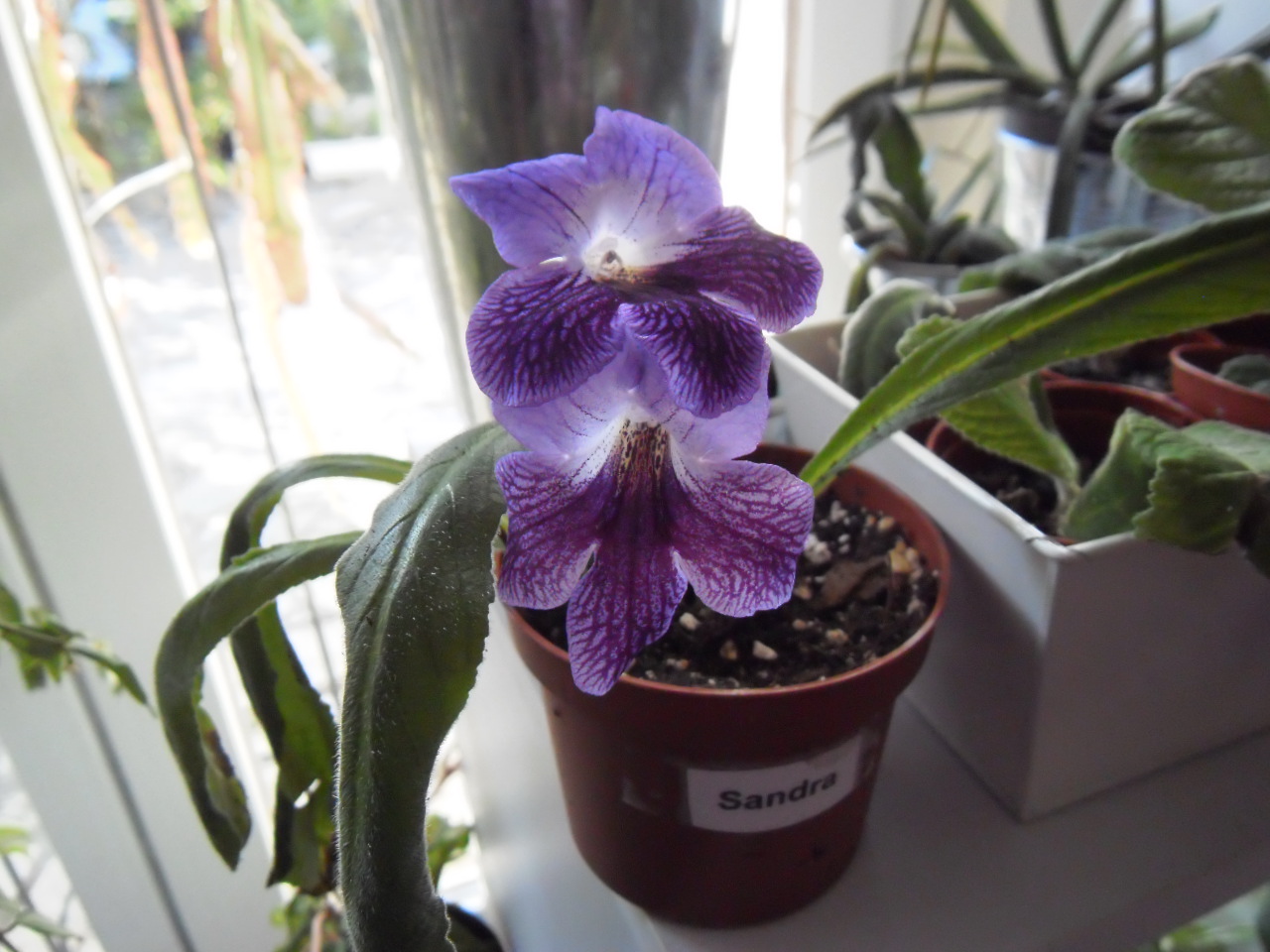 Floraisons streptocarpus ...