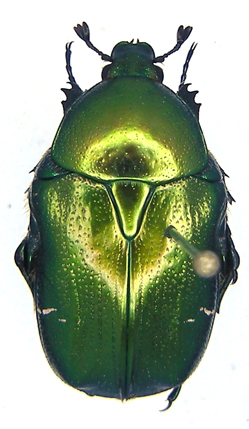 Cetonia