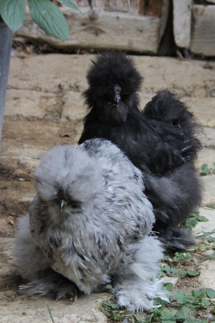 [vente 02] Silkies pure souche U.S.