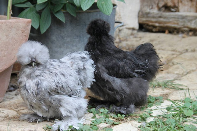[vente 02] Silkies pure souche U.S.