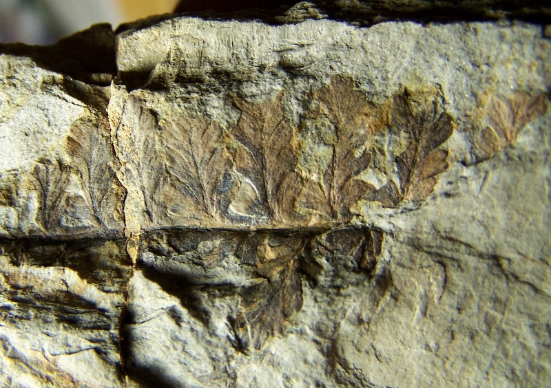 Discopteris Stur 1883