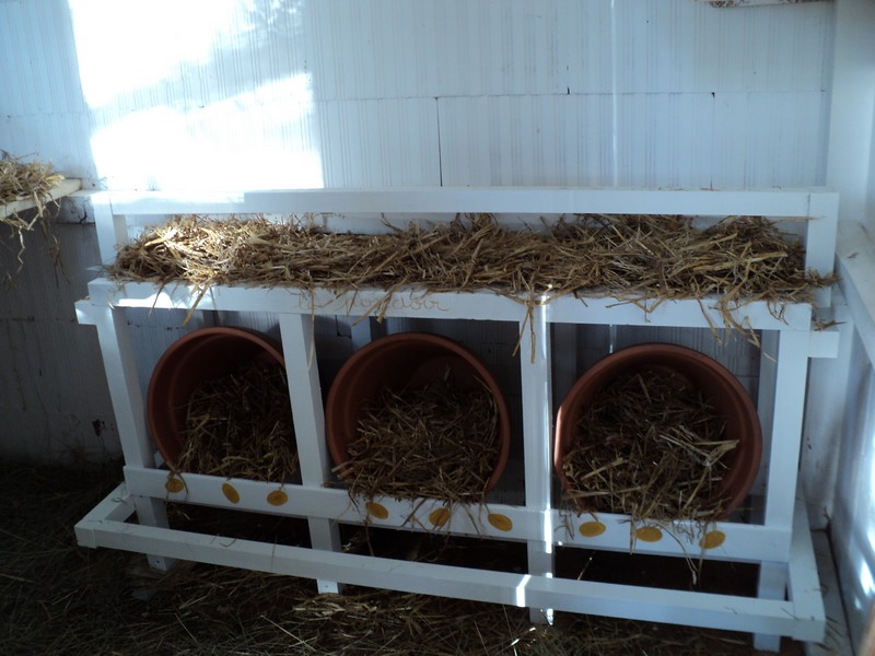 Quelques modèles de pondoirs pour nos poules