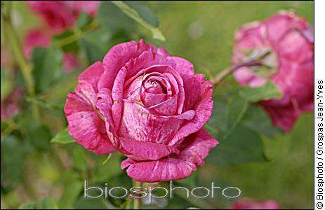 La rose Brigitte Bardot